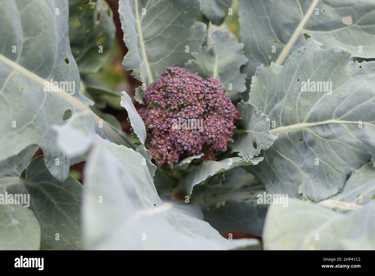 Purple sprouting broccoli growing in the garden Stock Photo - Alamy