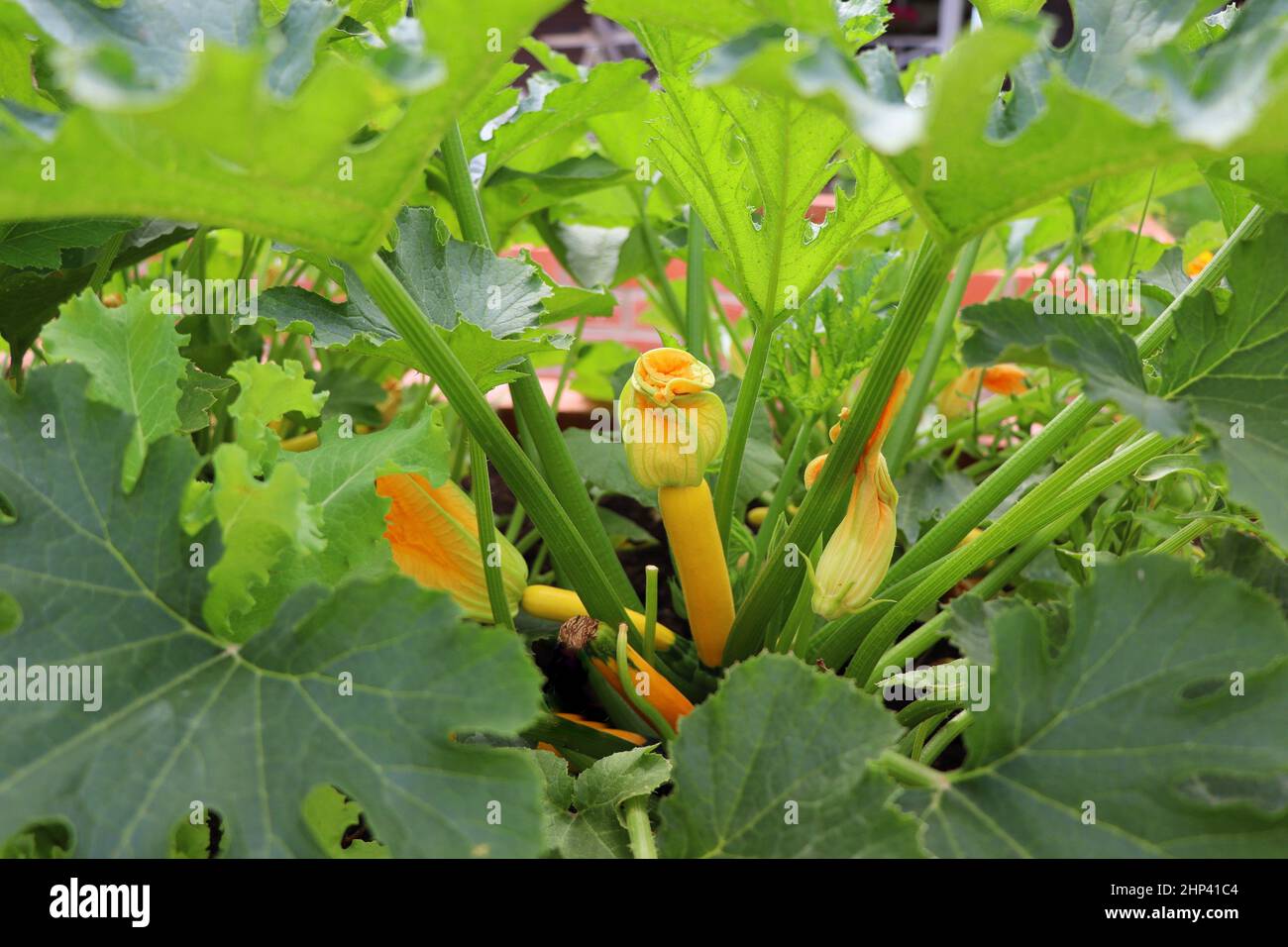 Zucchini plant. Zucchini flower. Green vegetable marrow growing on bush ...