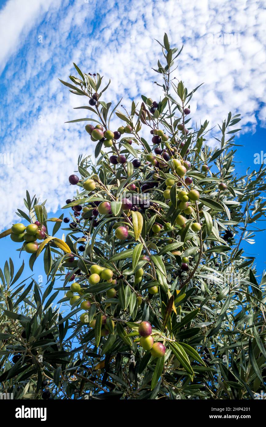Organic olive three close-up view. Detail of leaves and fruits Stock ...