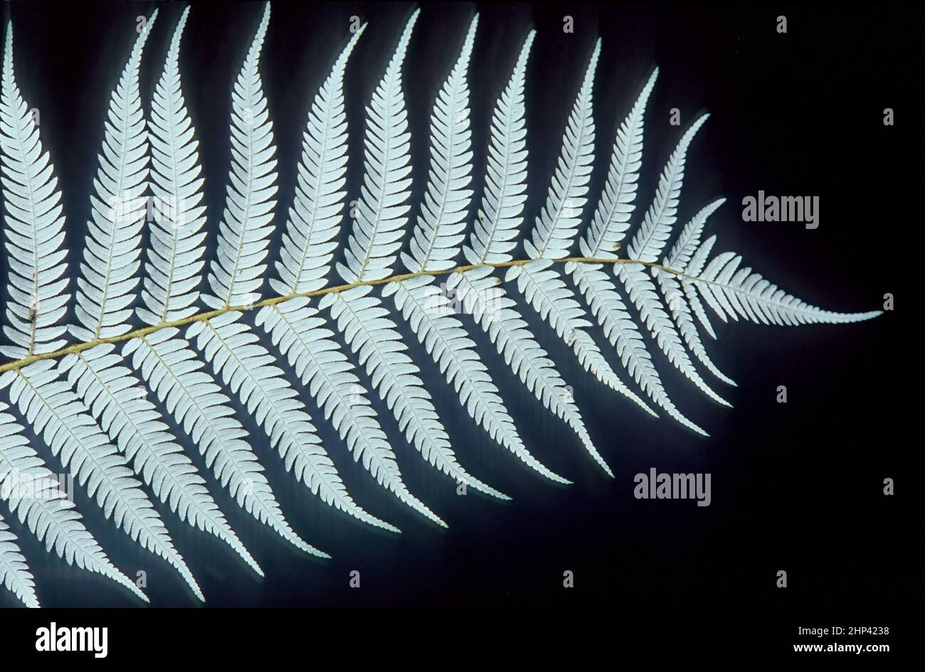 Kaponga hi-res stock photography and images - Alamy