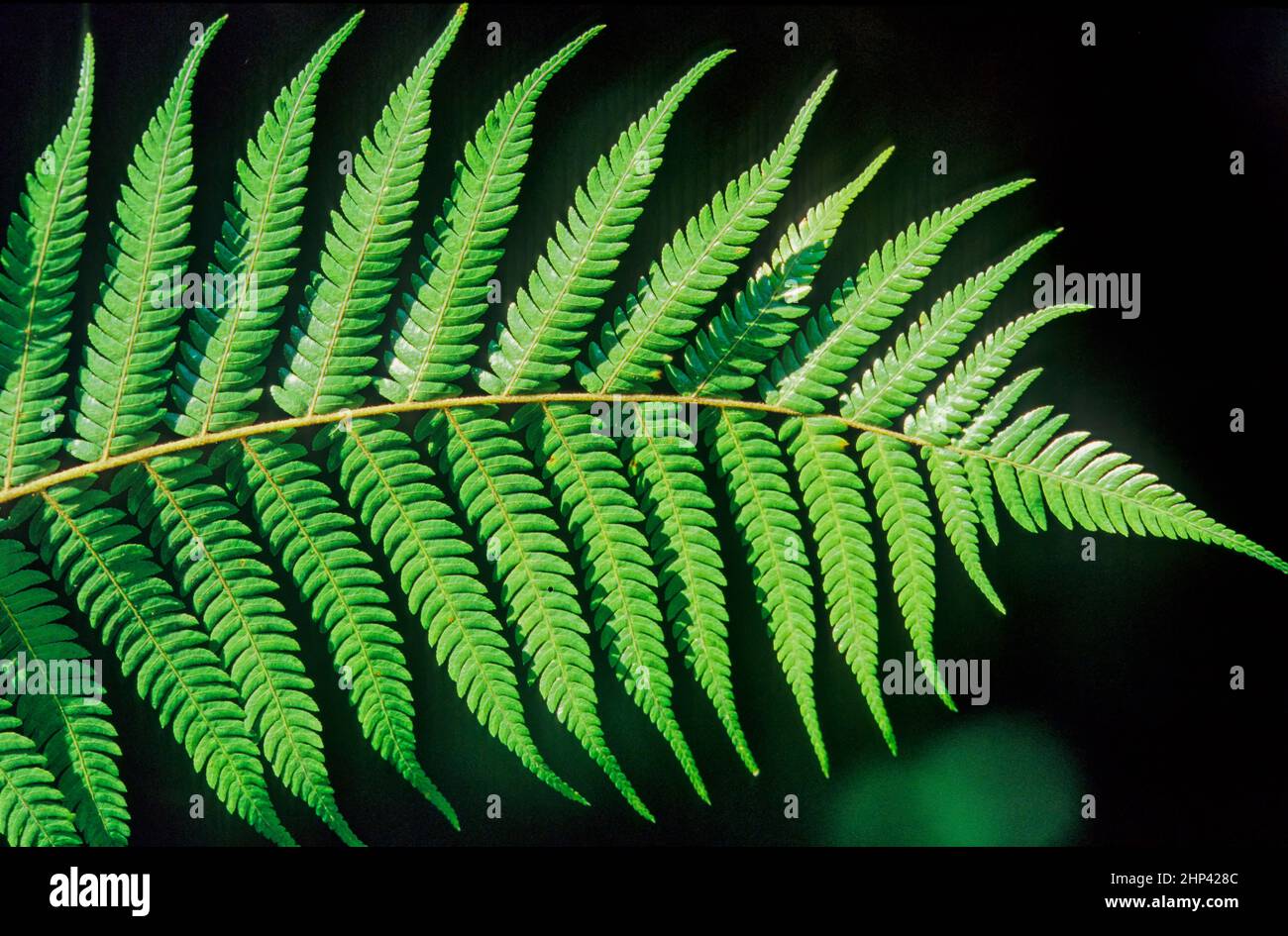 Alsophila dealbata, synonym Cyathea dealbata, commonly known as the ...