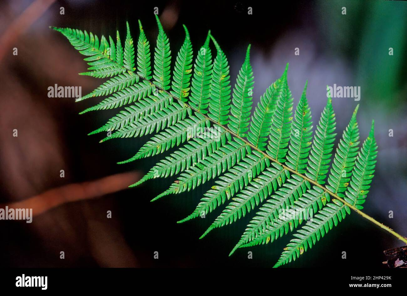 Alsophila dealbata, synonym Cyathea dealbata, commonly known as the ...