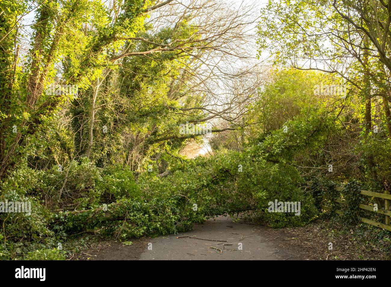 Blocked Cycle path with fallen trees on Hadrians Cycleway - Route 72 ...