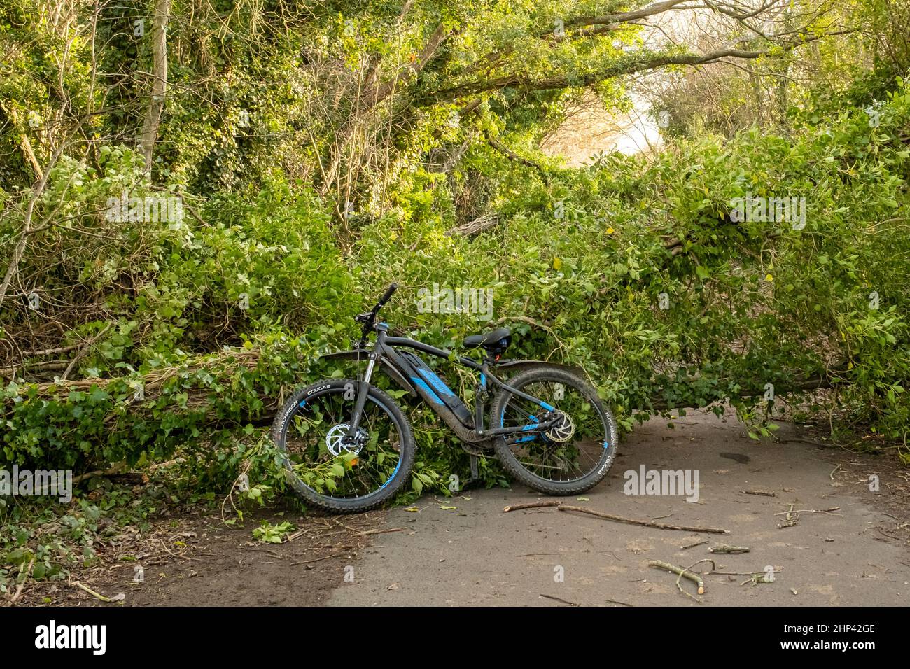 Blocked Cycle path with fallen trees on Hadrians Cycleway - Route 72 ...