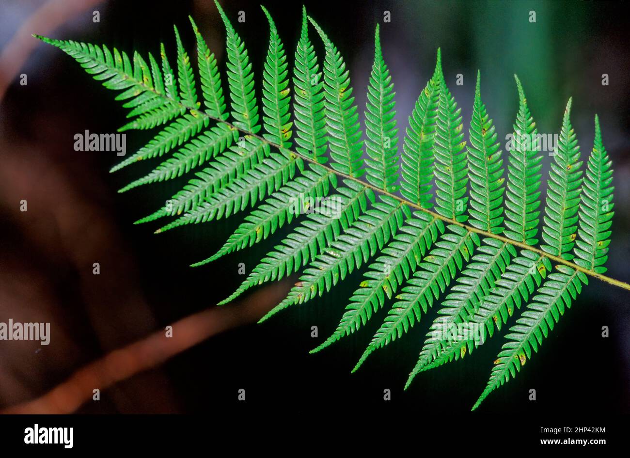 Alsophila dealbata, synonym Cyathea dealbata, commonly known as the ...