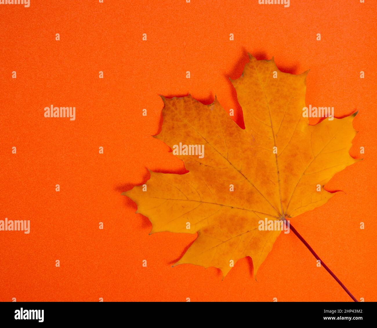 Beautiful bright orange autumn leaf background Stock Photo - Alamy