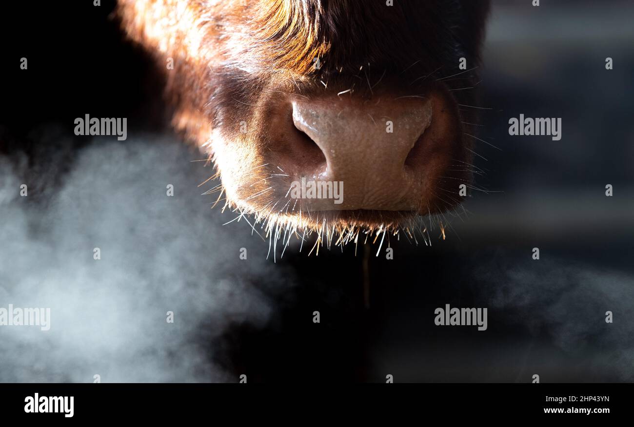 Cold lungs hi-res stock photography and images - Alamy