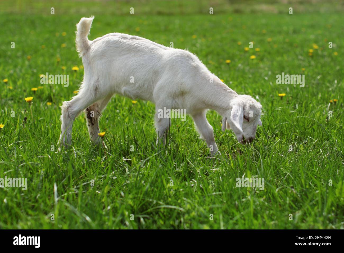 Young goat kid hi-res stock photography and images - Alamy