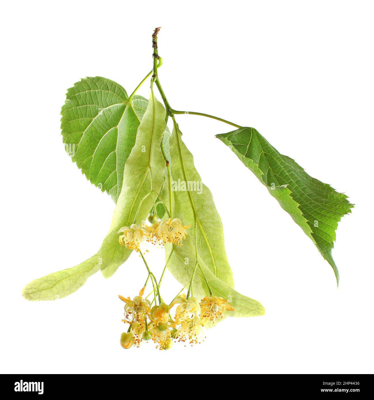 Linden (Tilia cordata) leaves and flowers, isolated on white background ...
