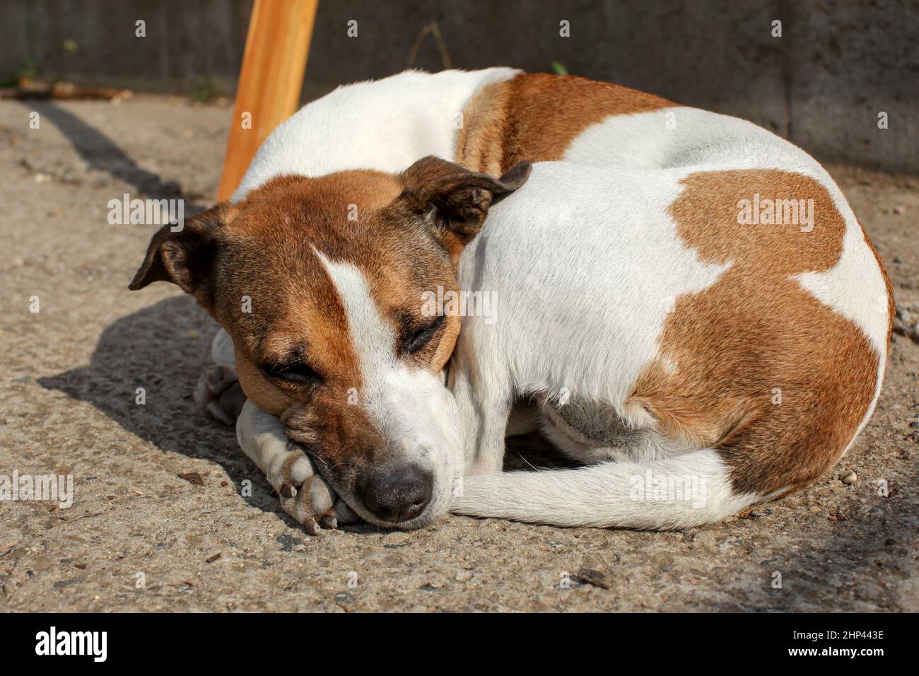 Huddled brown and white dog sleeping on ground outside Stock Photo - Alamy