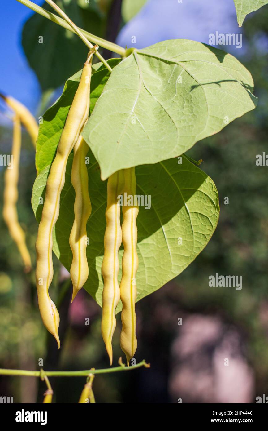 Gold kidney hi-res stock photography and images - Alamy