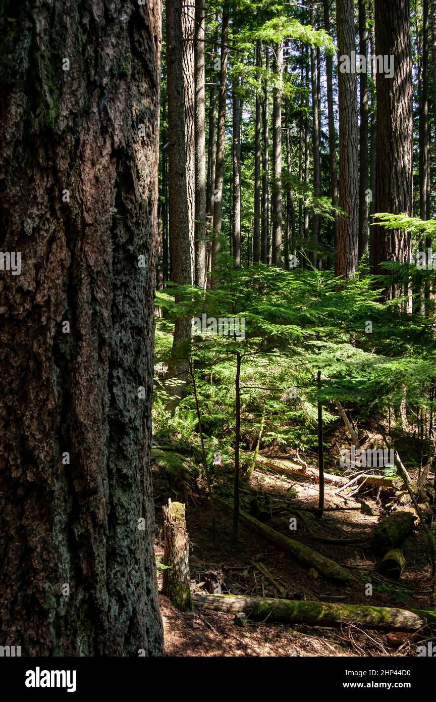 National recovery administration hi-res stock photography and images ...