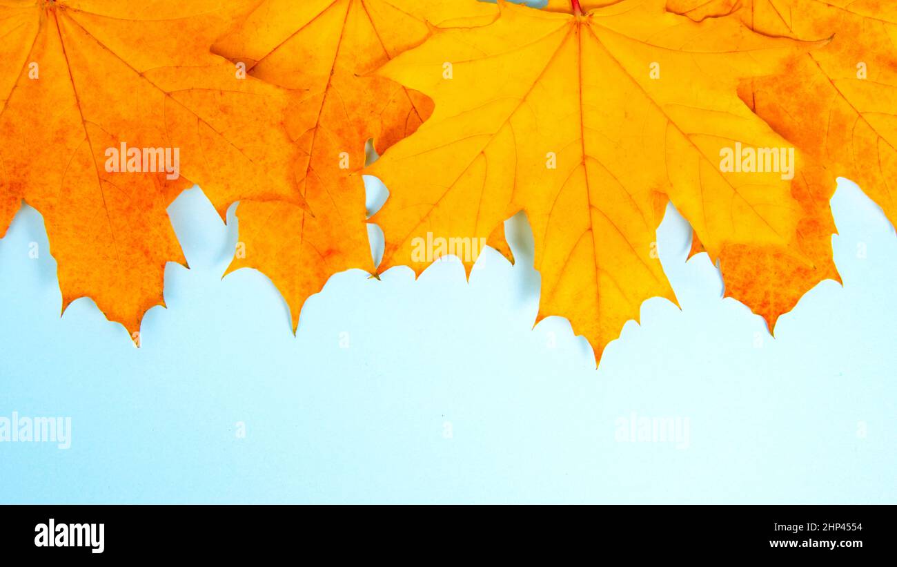 Beautiful bright orange autumn leaves on the blue background banner ...