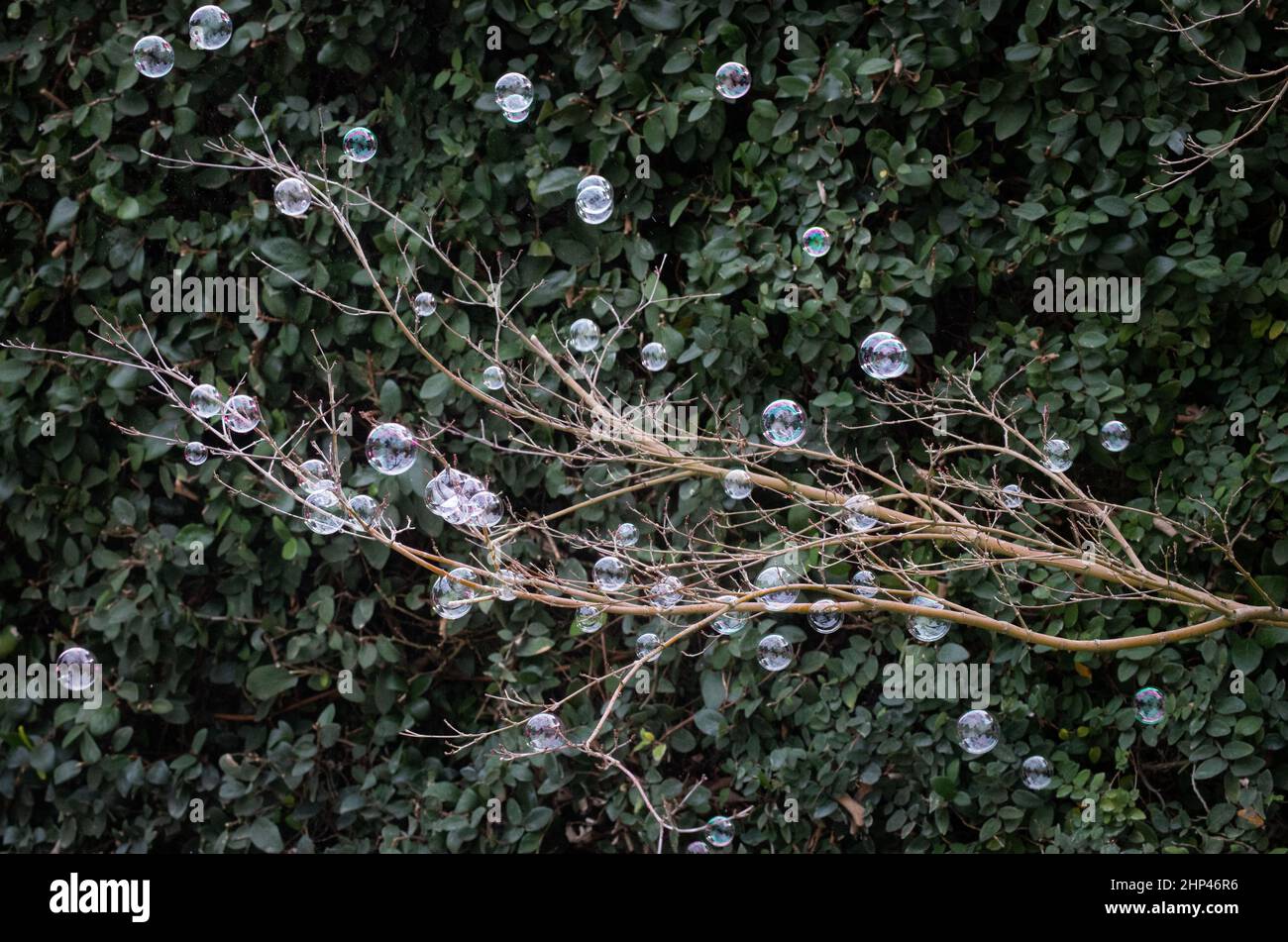 Bubble tree hi-res stock photography and images - Alamy