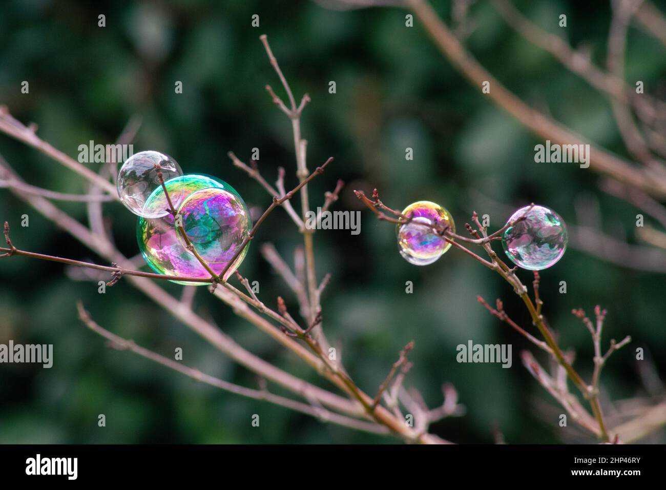 Bubble on tree hi-res stock photography and images - Alamy