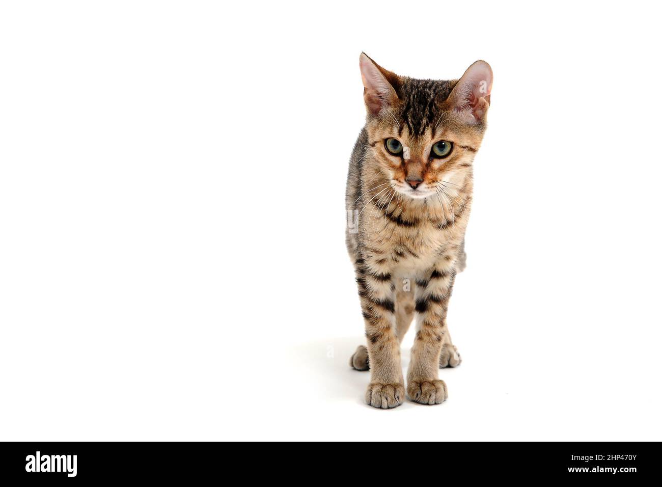 A purebred smooth-haired cat stands on a white background. High quality ...