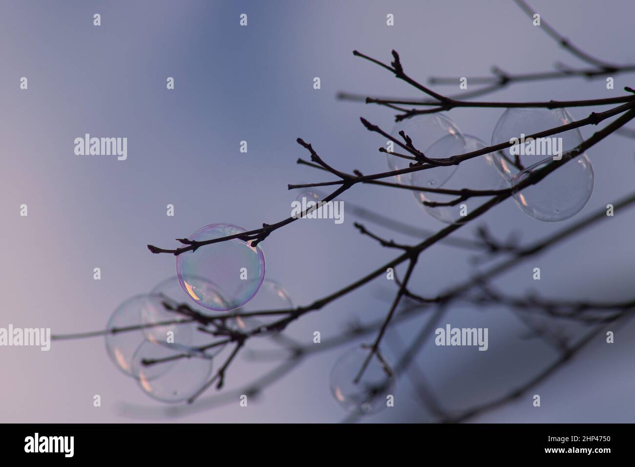 Bubble on tree hi-res stock photography and images - Alamy