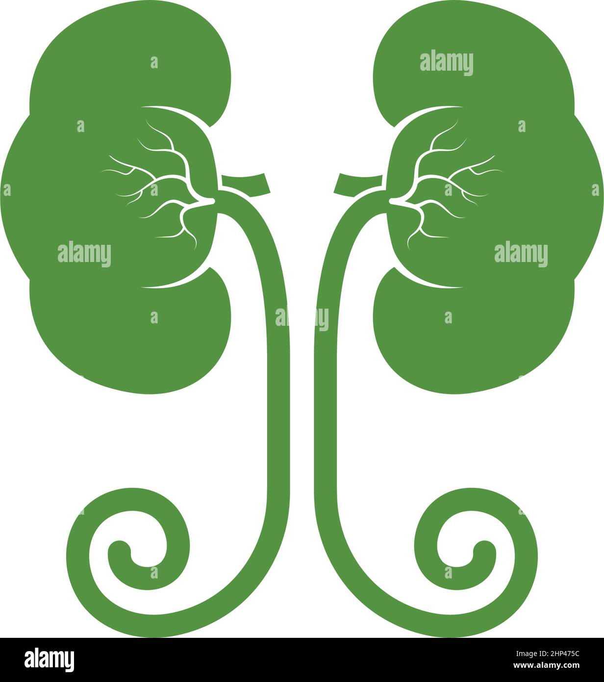 Kidney vector hi-res stock photography and images - Alamy