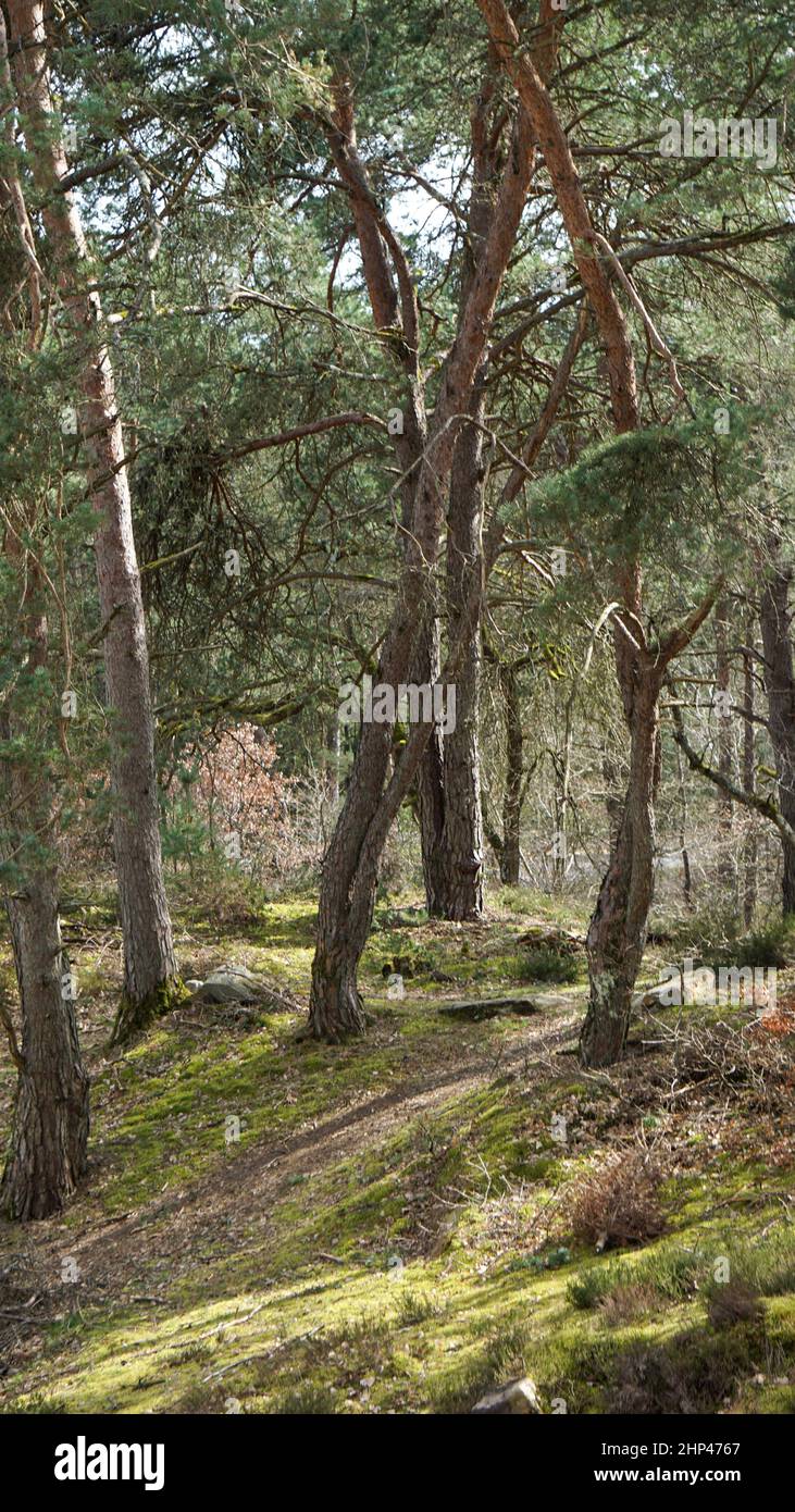 The forest of fontainebleau hi-res stock photography and images - Alamy