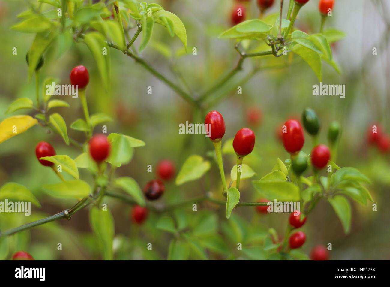 Native Pepper of Texas Chiltepin Pepper Capsicum annuum var ...