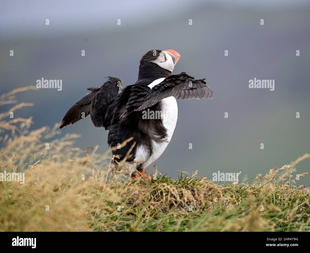 The Atlantic puffin, also known as the common puffin Stock Photo - Alamy
