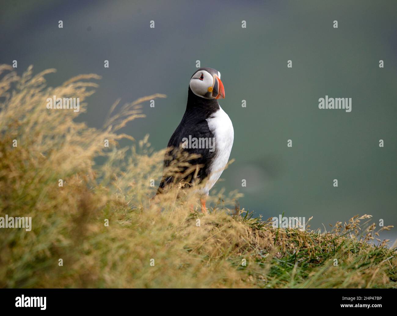 The Atlantic puffin, also known as the common puffin Stock Photo - Alamy
