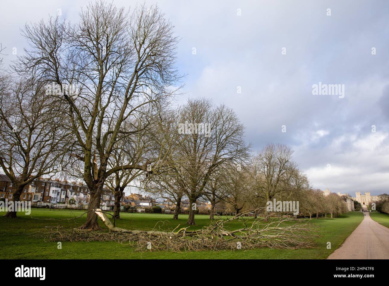 Windsor, UK. 18th February, 2022. One of several iconic horse chestnut ...