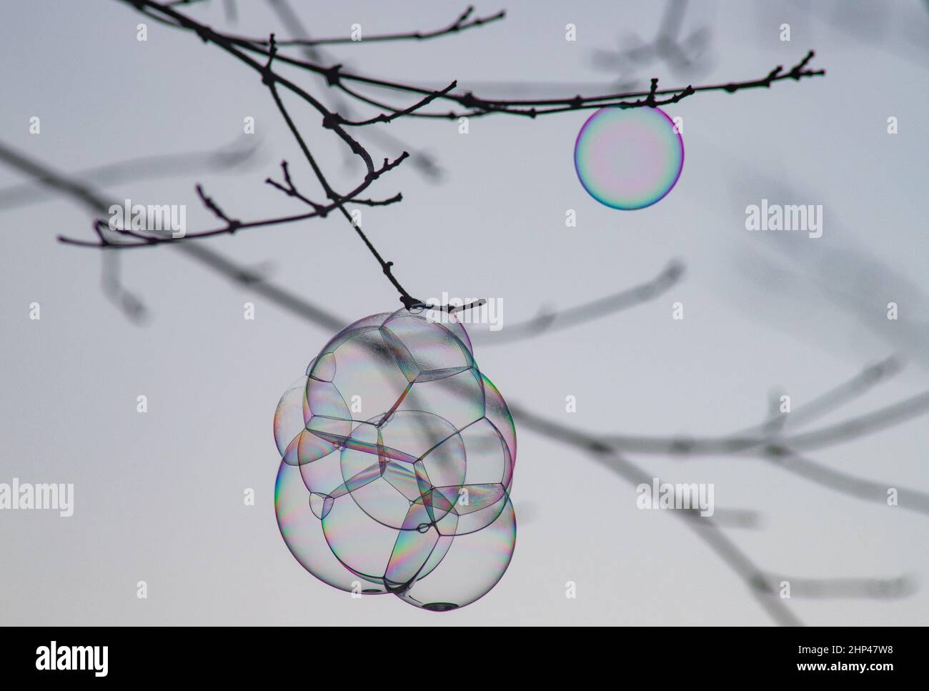 Bubble tree hi-res stock photography and images - Alamy