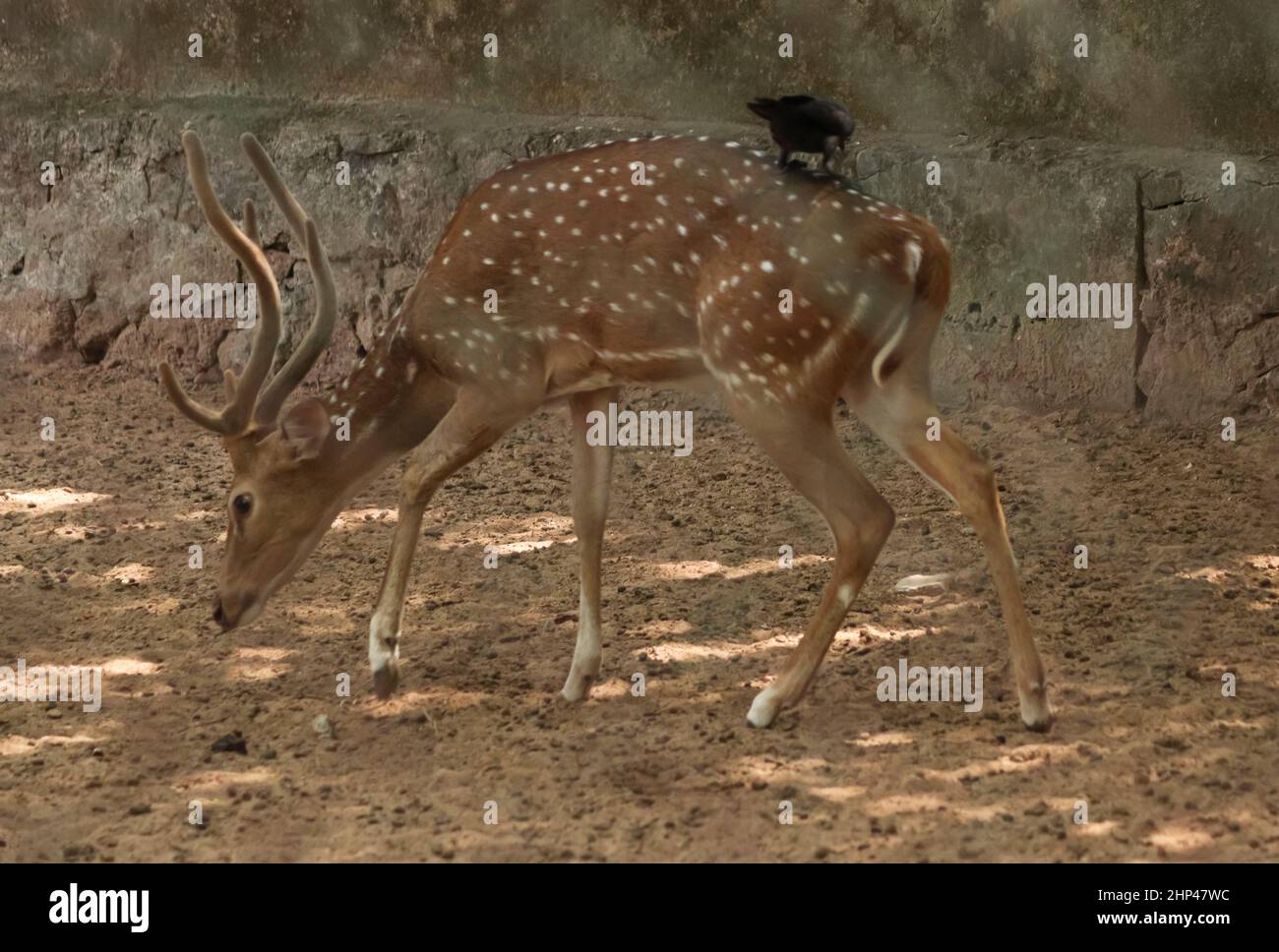 Chital Spotted Deer The chital also known as spotted deer. The point is ...