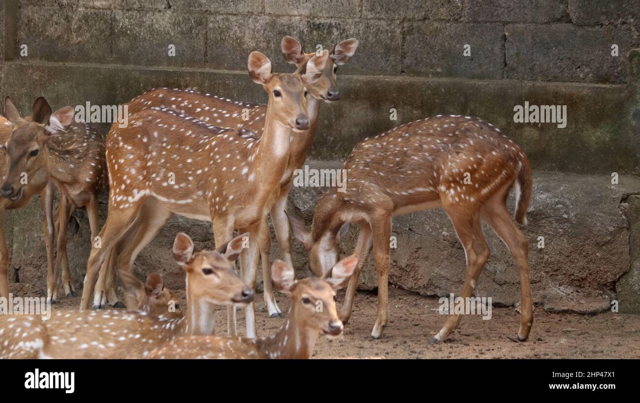 Chital Spotted Deer The chital also known as spotted deer. The point is ...