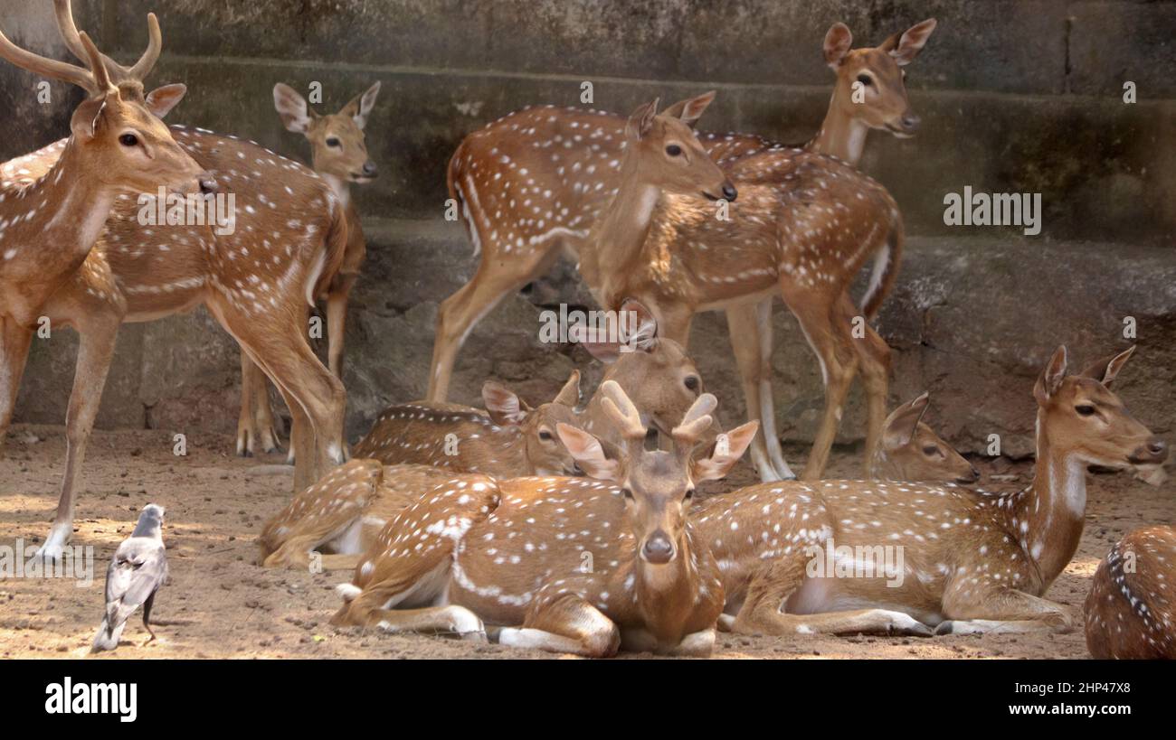 Chital Spotted Deer The chital also known as spotted deer. The point is ...