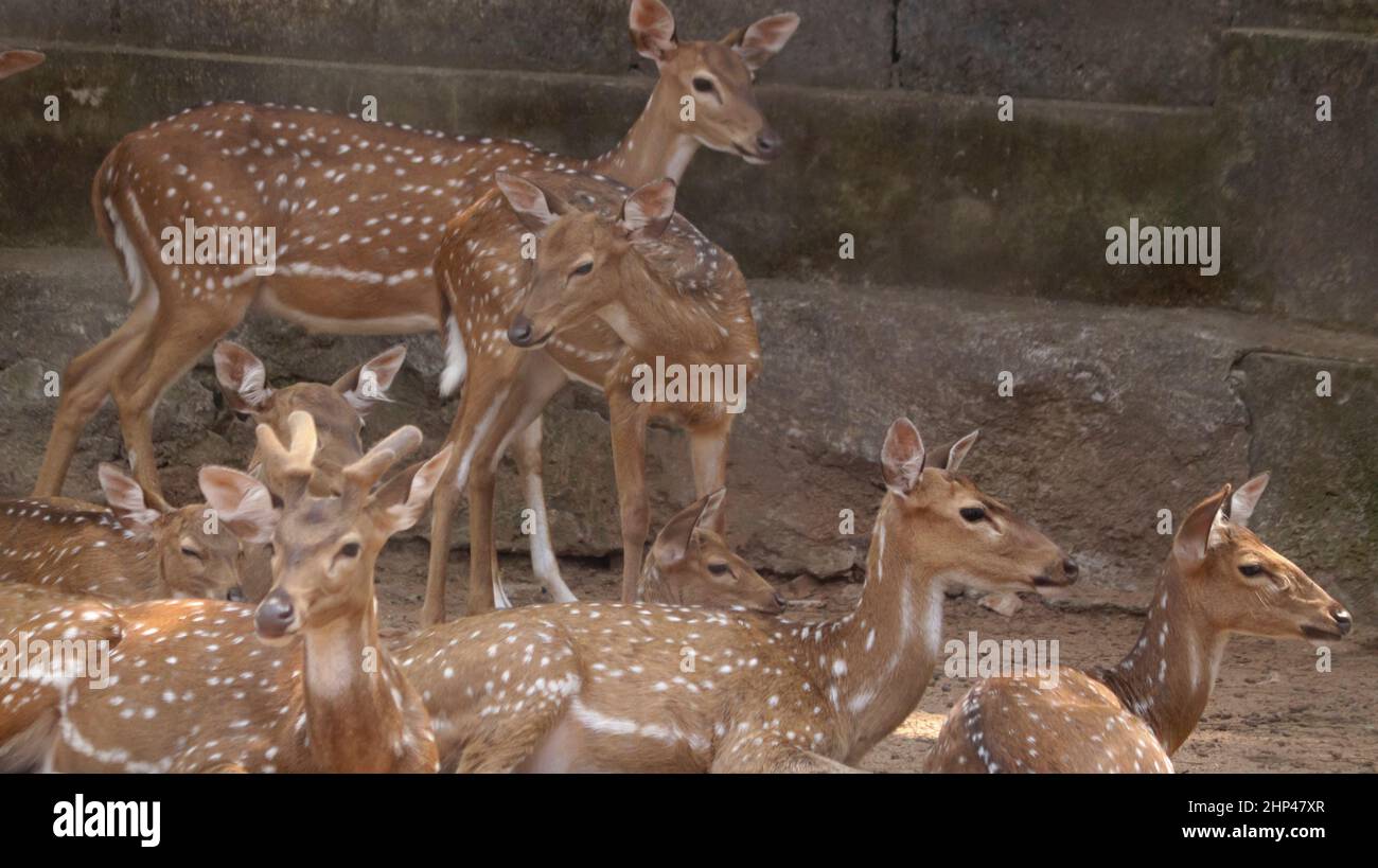 Chital Spotted Deer The chital also known as spotted deer. The point is ...