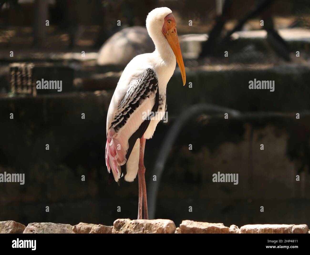 painted stork painted stork nature birds. with blur background Stock ...