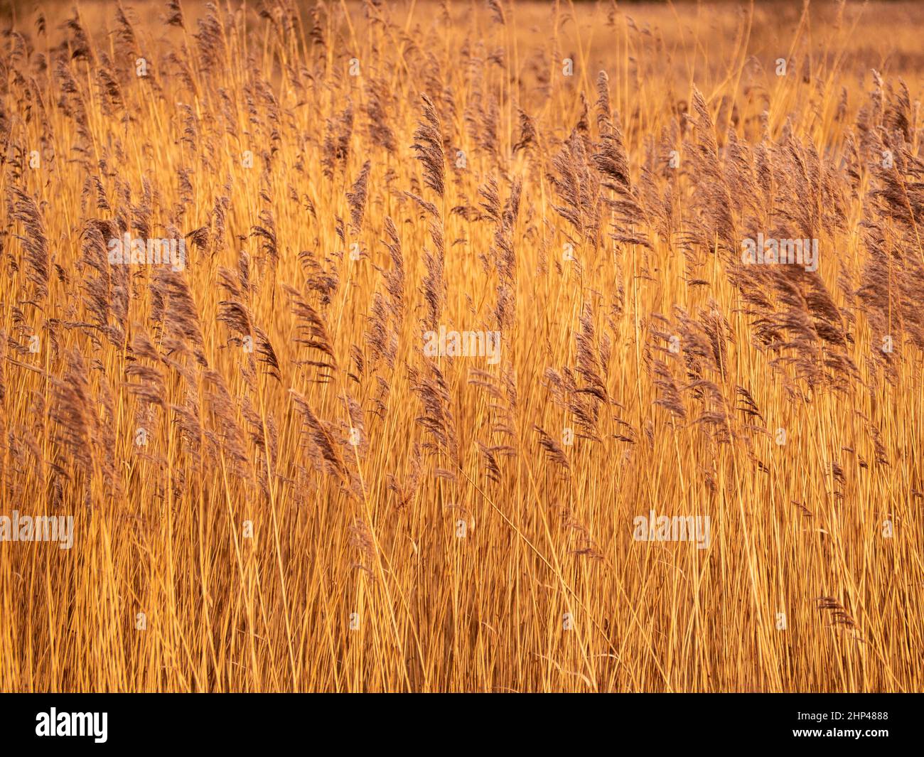 Reed bed texture hi-res stock photography and images - Alamy