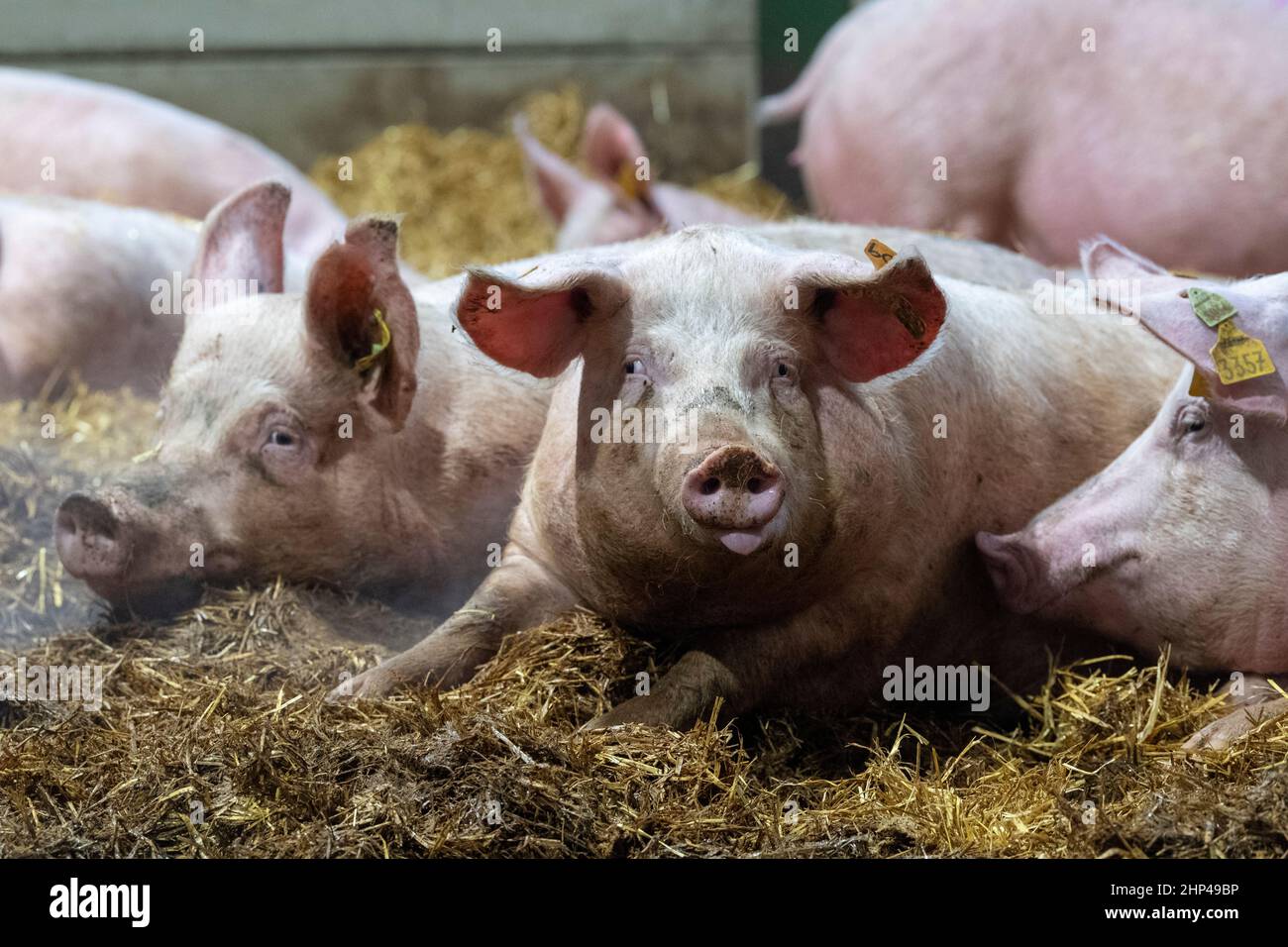 Pig bedding hi-res stock photography and images - Alamy