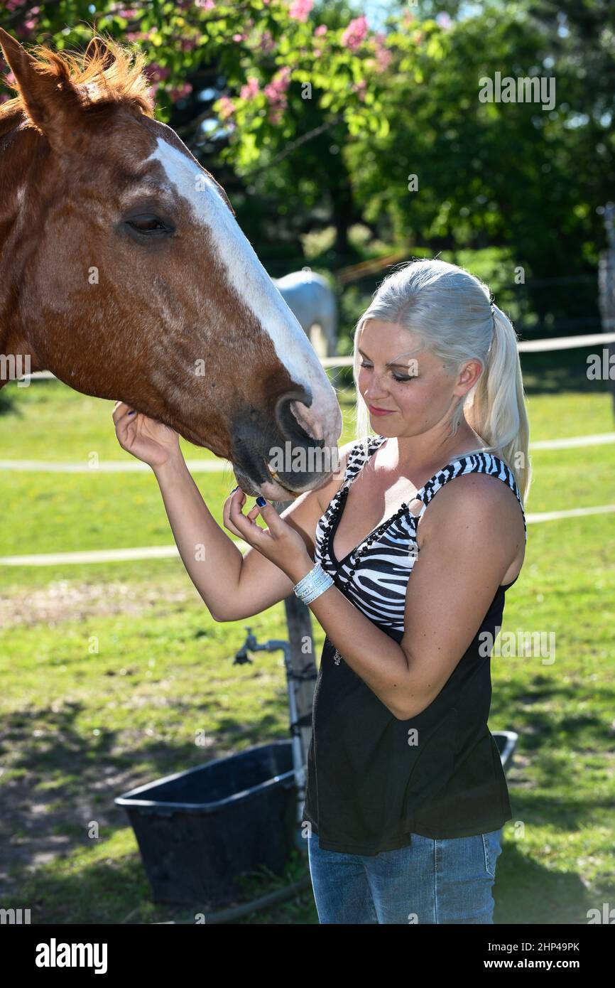 A strong brown horse interacts with owner in a very familiar manner ...