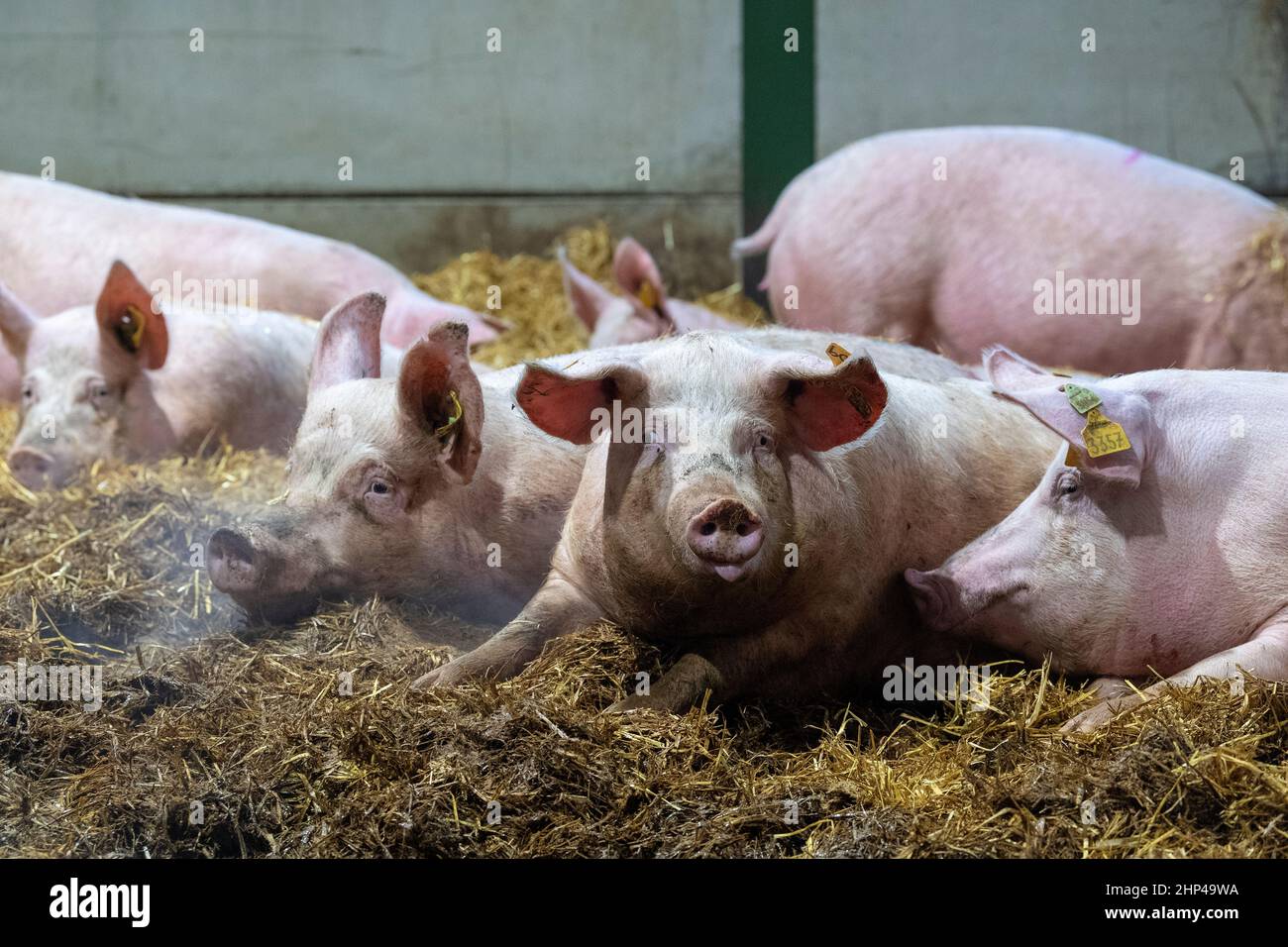 Sow on organic pig farm hi-res stock photography and images - Alamy