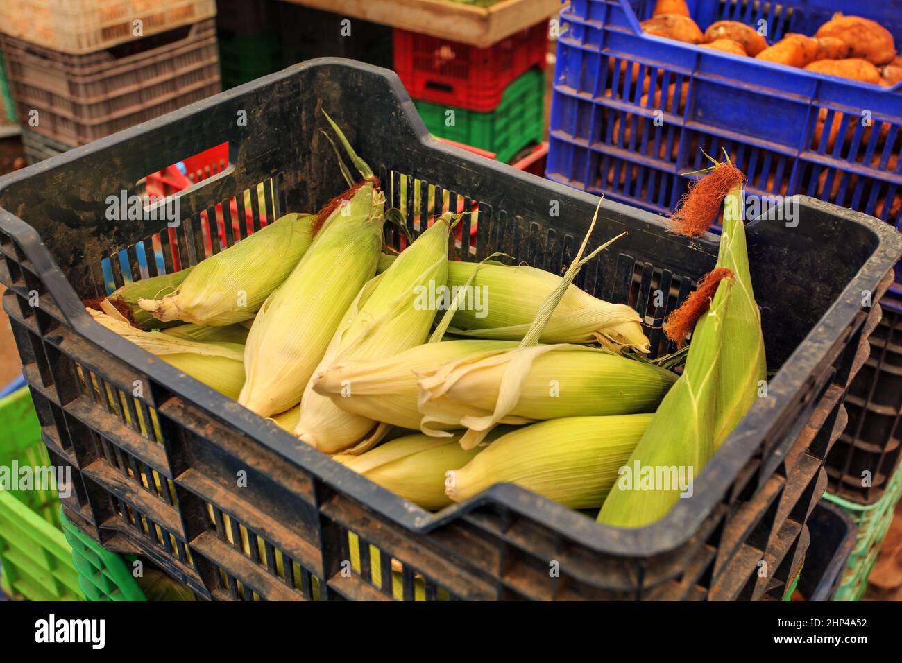 Maize crop plastic hi-res stock photography and images - Alamy