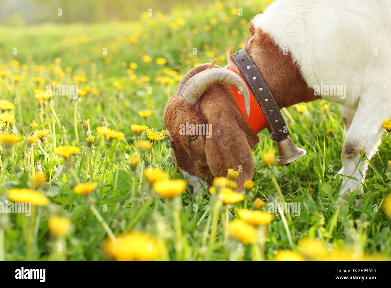 Anglo nubian / Boer goat male grazing on meadow full of dandelions lit ...