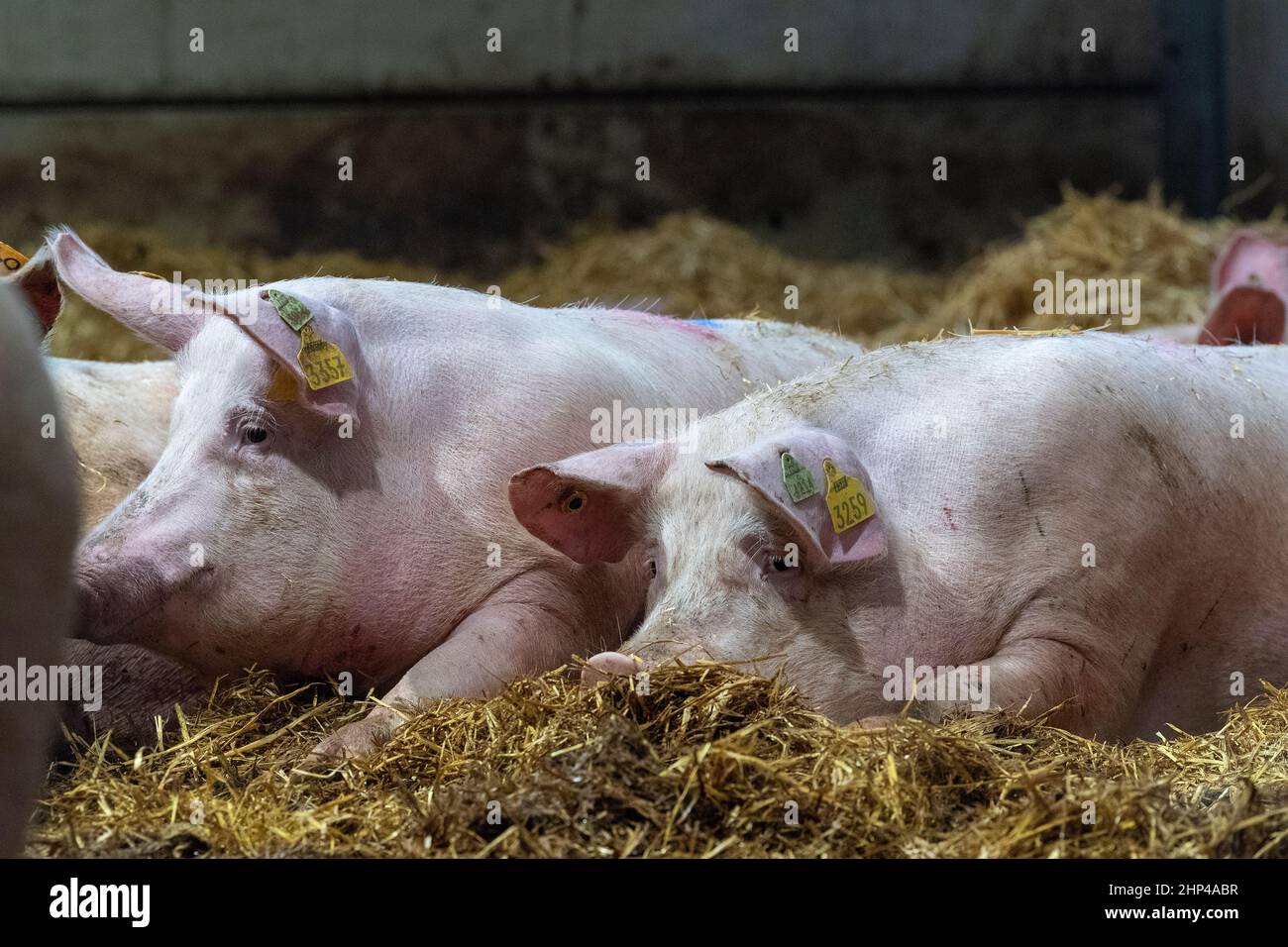 Straw pig hi-res stock photography and images - Alamy