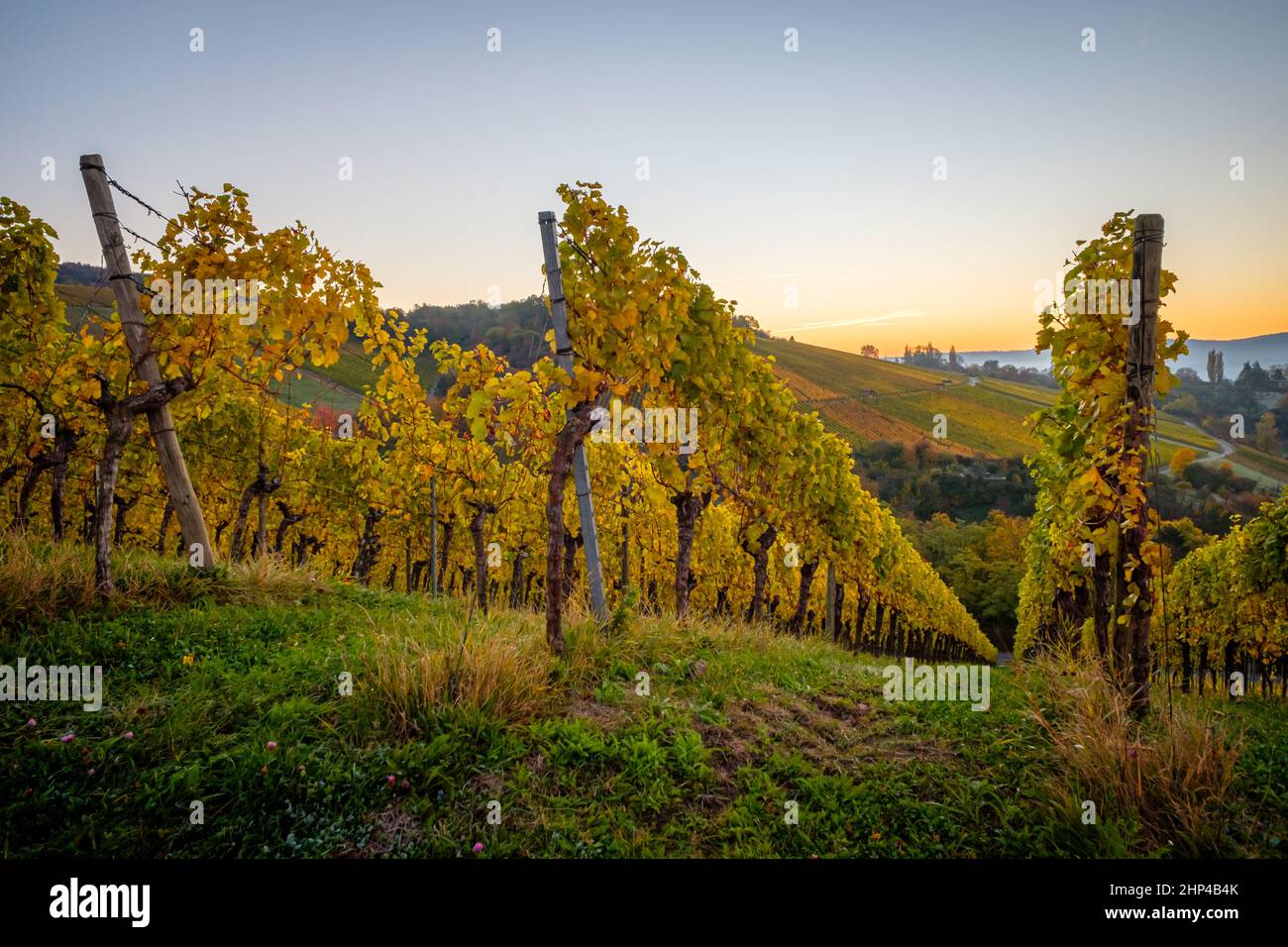 German Vineyard landscape in autumn colours in dawn Stock Photo - Alamy