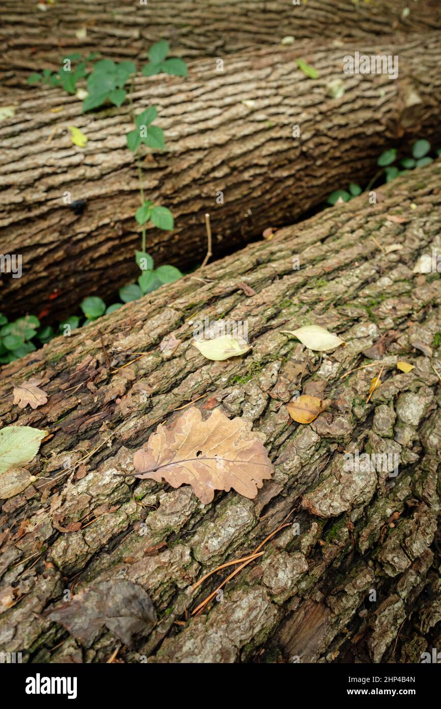 Leaf and trunks of oak trees close-up in vertical format Stock Photo ...