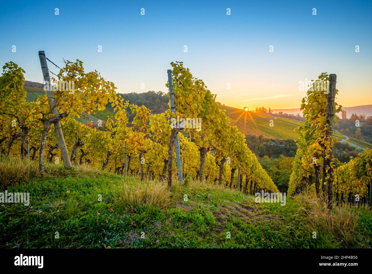 German vineyard vines slope hi-res stock photography and images - Alamy