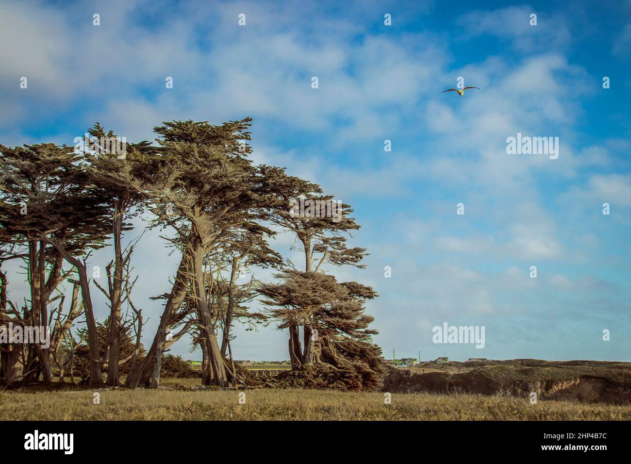 Windswept longleaf pine trees on the beach nea Glass Beach atr Fr Bragg ...
