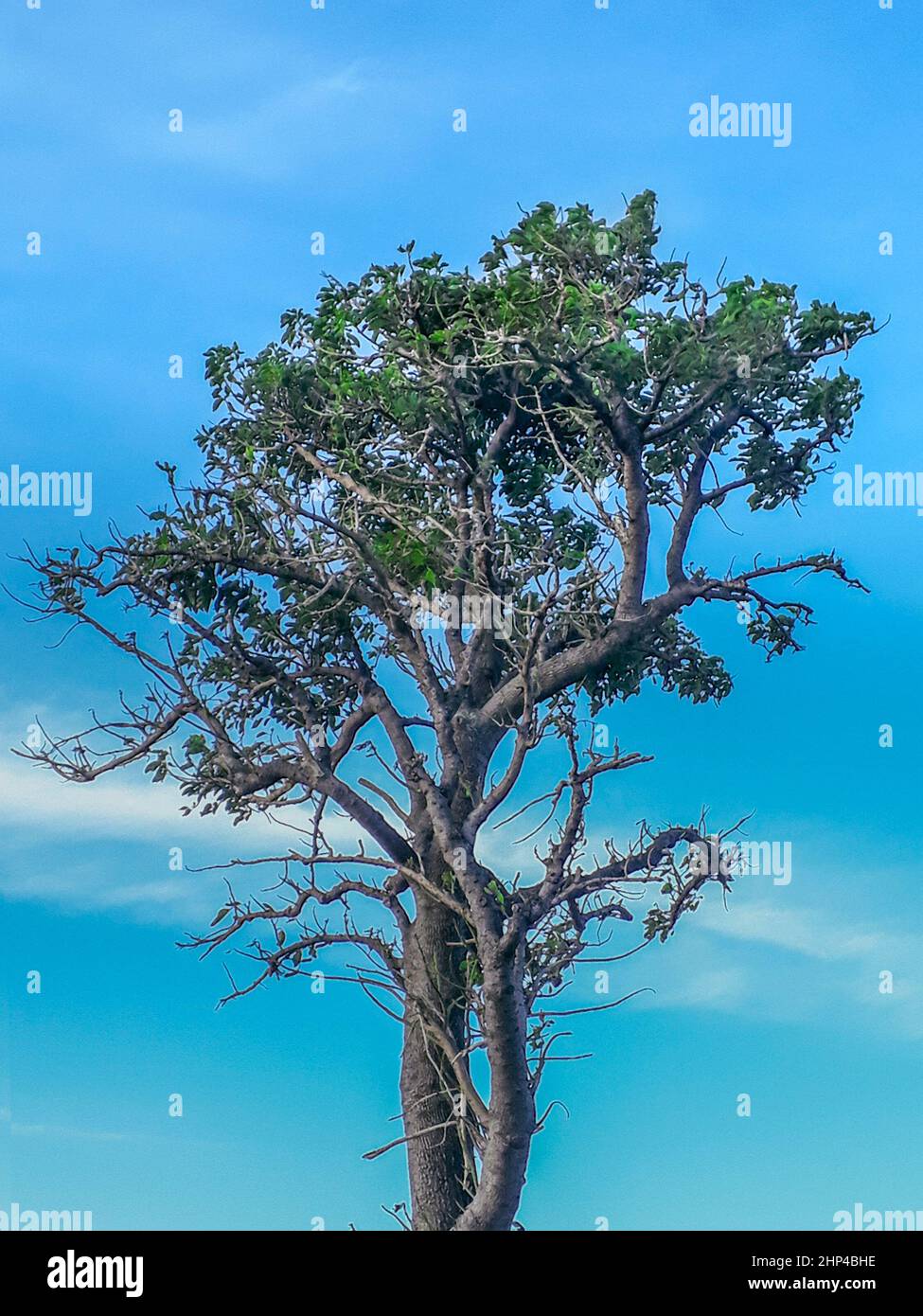 Distant big tree hi-res stock photography and images - Alamy