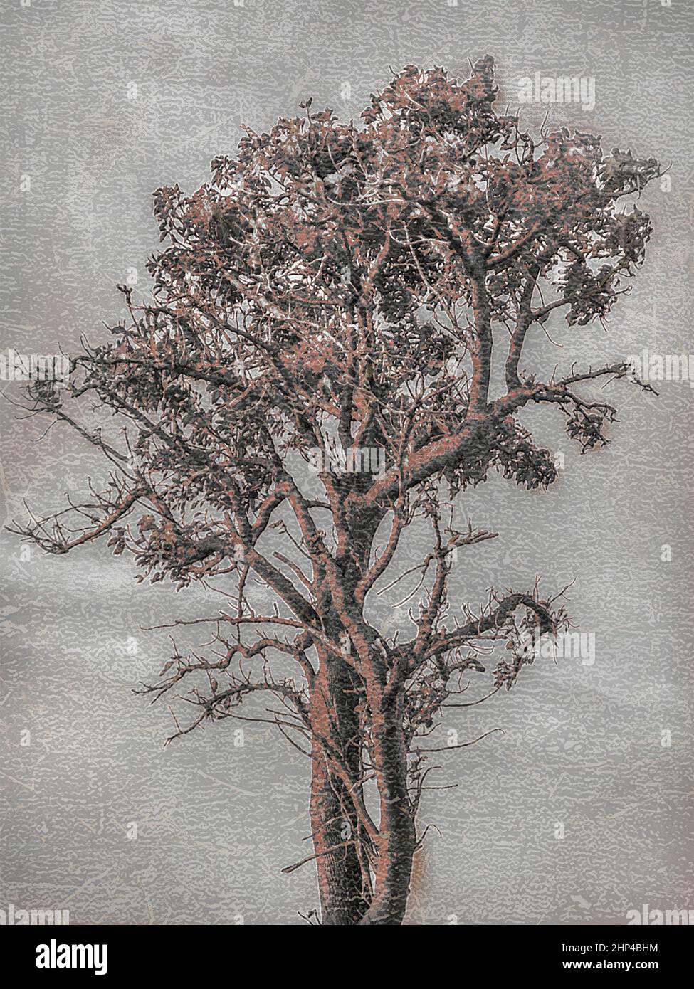 Long distant front view big tree over grey sky photo illustration ...