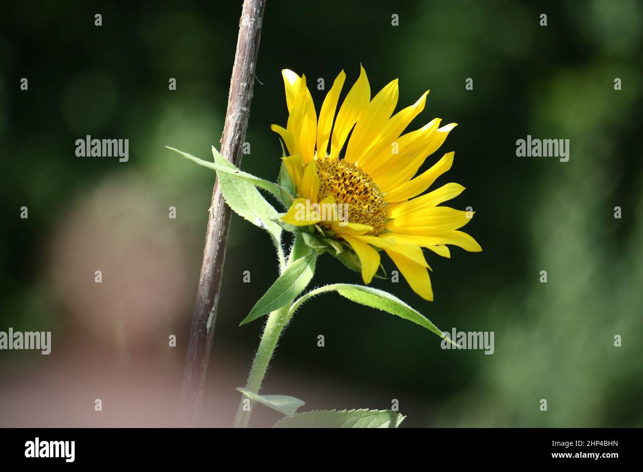 Sunflower in the midday sun Stock Photo - Alamy