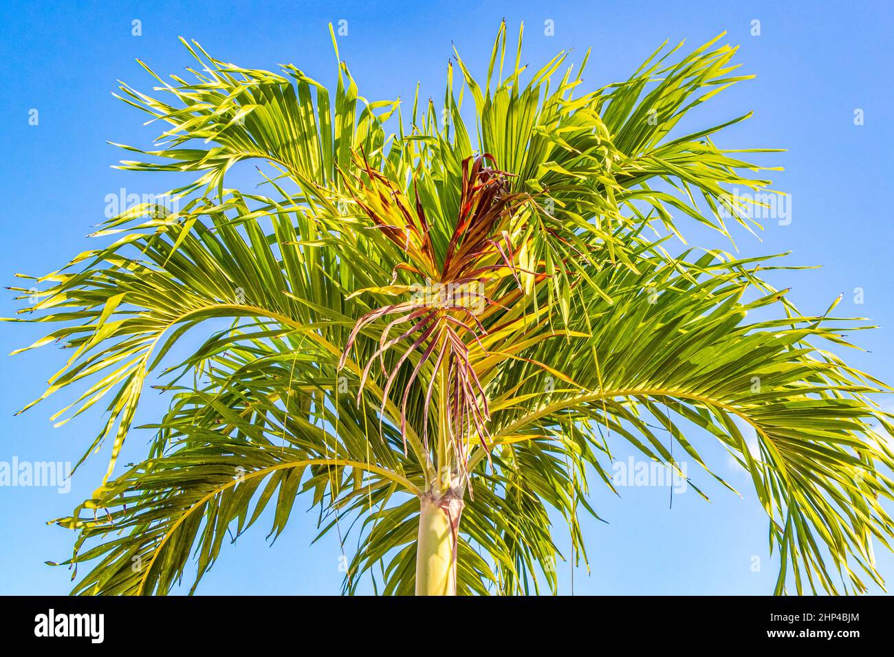 Tropical natural mexican palm tree with blue sky background in Chiquilá ...
