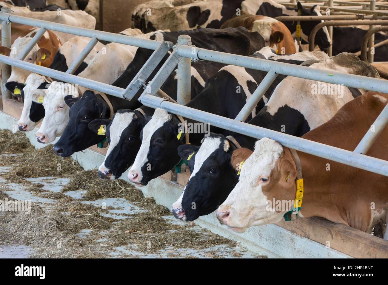 eating cows in a farm close up Stock Photo - Alamy