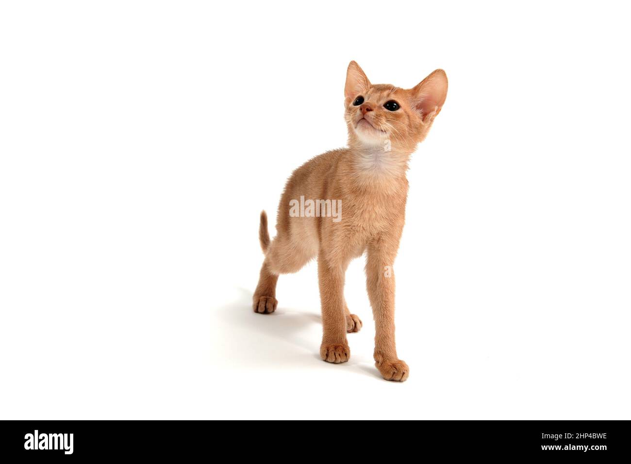 Abyssinian ginger cat on a white background. High quality photo Stock ...
